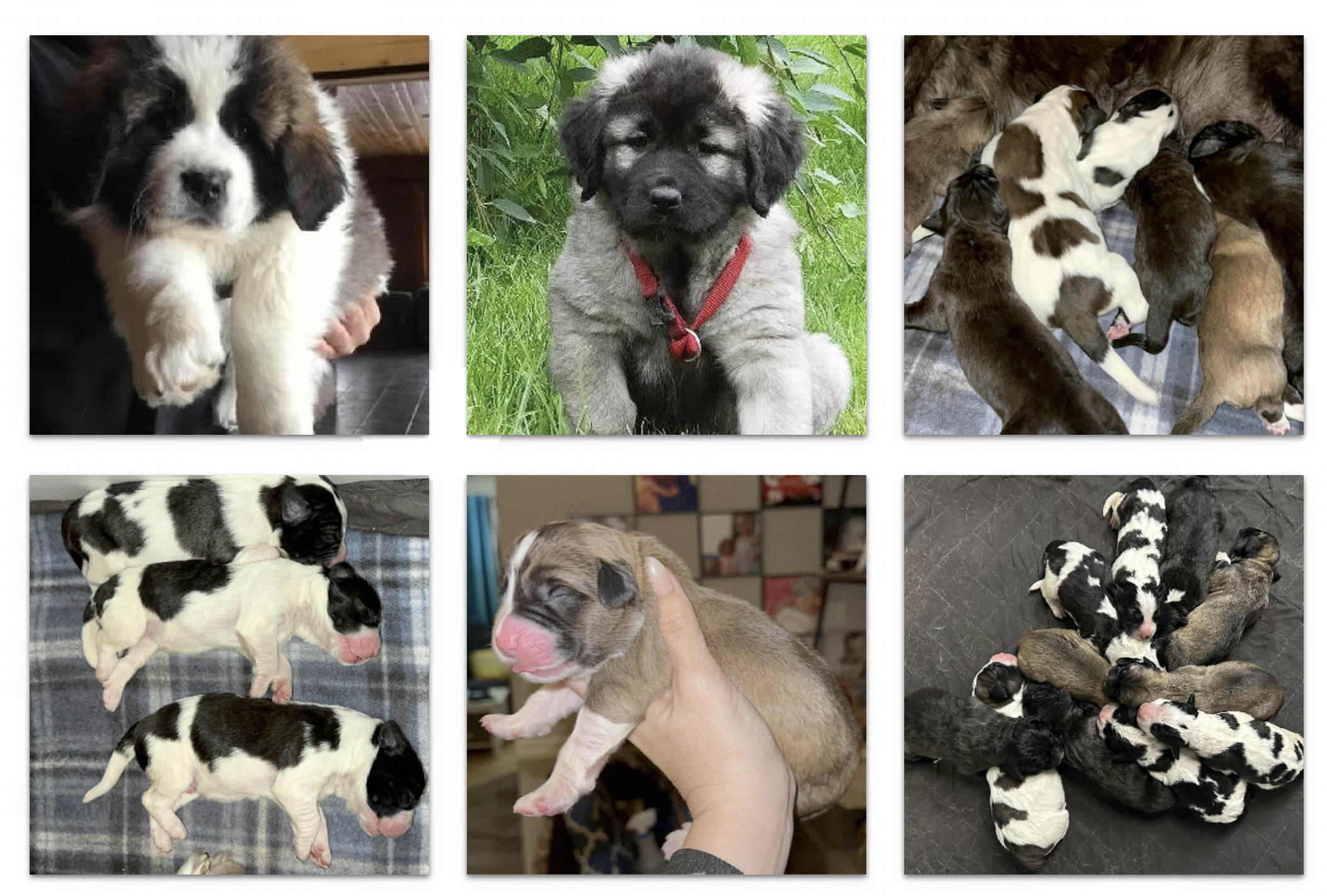 The Guide - Classified Advertising